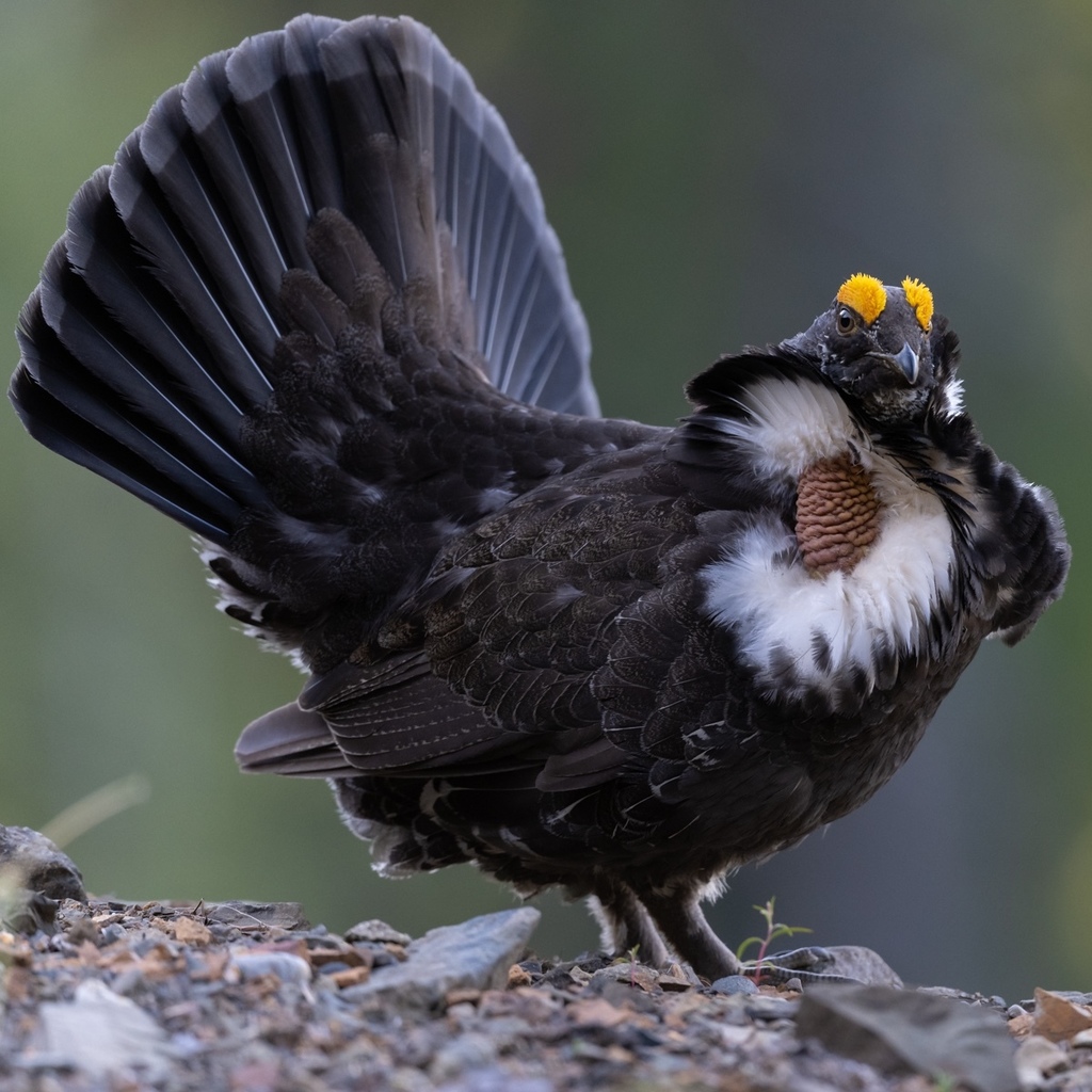 Sooty Grouse (Fauna of Uplands Park, Oak Bay, BC) · iNaturalist
