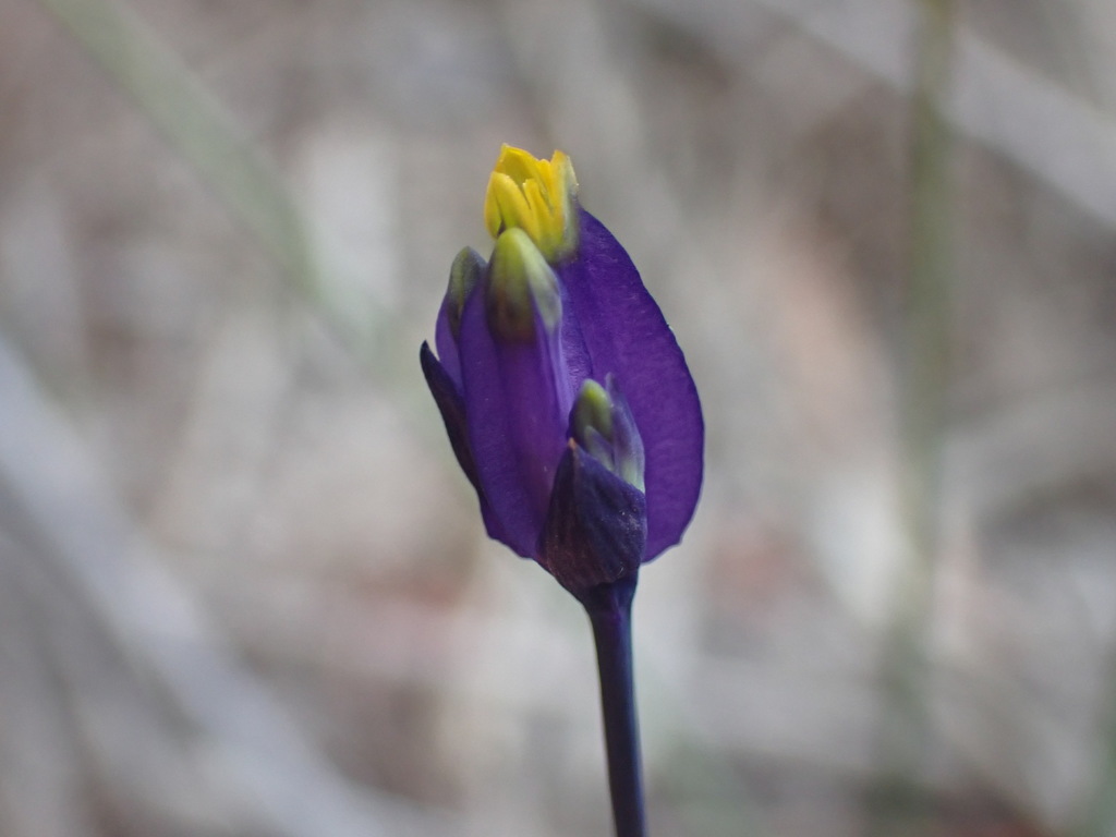 Burmannia disticha from Fraser Island QLD 4581, Australia on October 15 ...