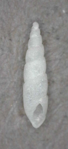 Genus Styloptygma · iNaturalist