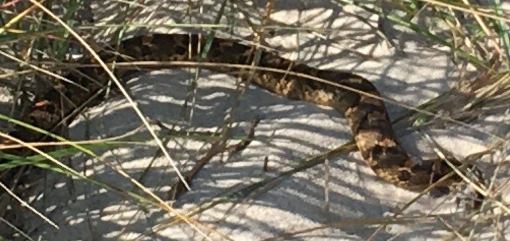 Eastern Hognose Snake in September 2017 by Sequoia Janirella Wrens ...