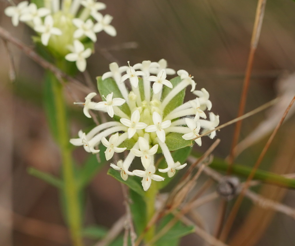 Common Rice-flower (Pimelea humilis) - Botanical Realm