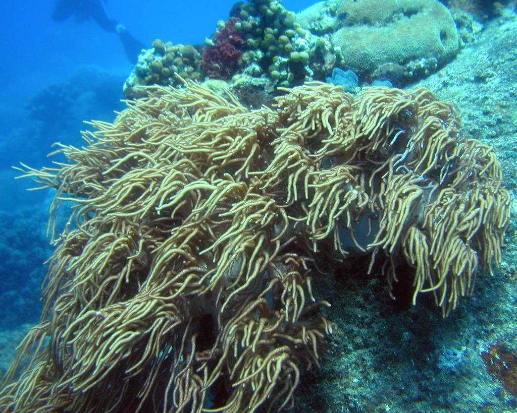 spaghetti finger leather coral from Central Visaya on May 26, 2003 by ...