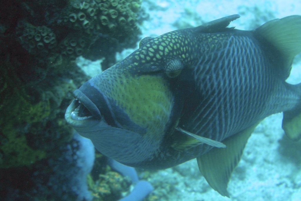 Titan Triggerfish from Central Visaya on May 26, 2003 by ca_photo ...