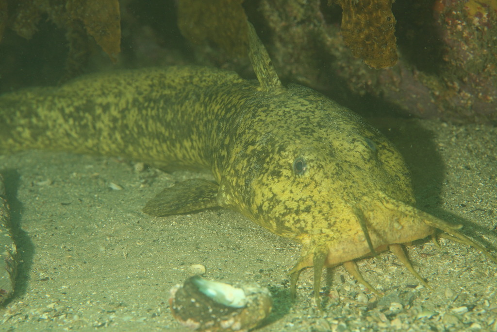 Estuary Cobbler (Fishes of Cabbage Tree Bay Aquatic Reserve, Sydney ...