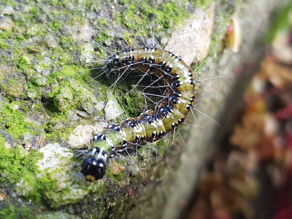 Tree Lucerne Moth in October 2020 by Geoffrey Cox. Found on planted ...