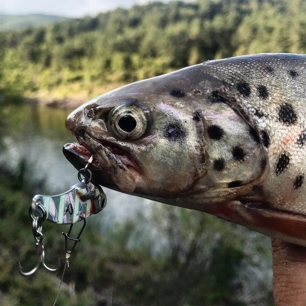 Salmons and Trouts (Salmoninae) - Marine Life Identification