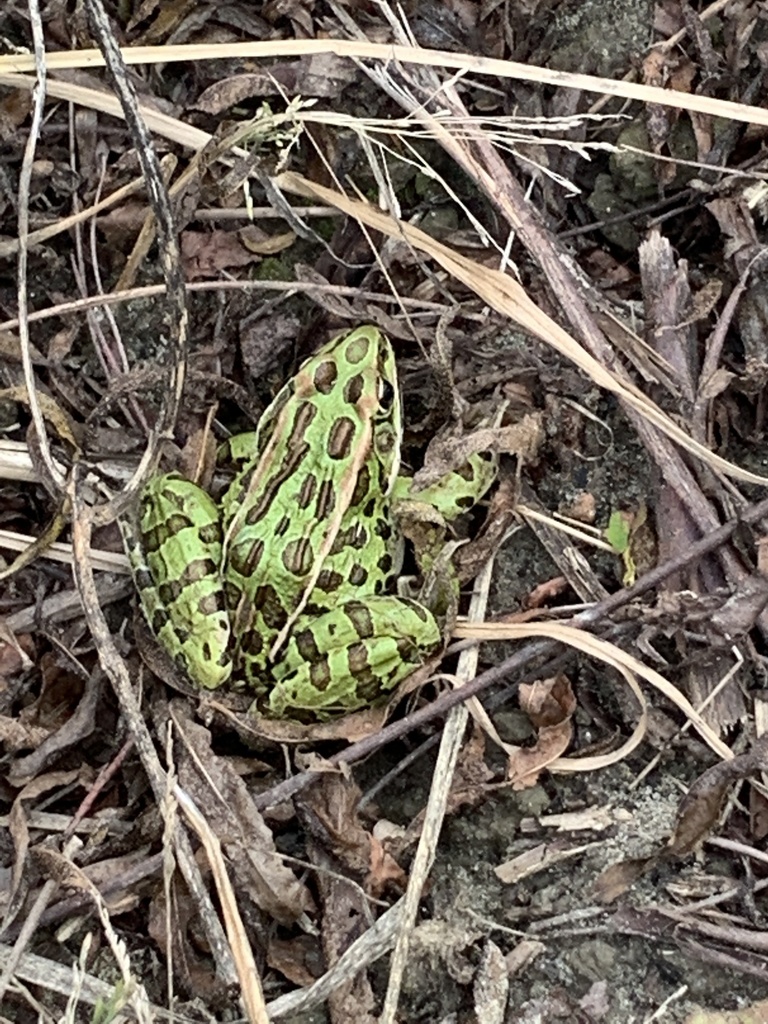 Northern Leopard Frog in October 2020 by wardgb · iNaturalist
