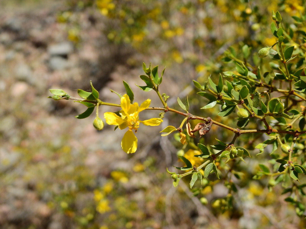 Larrea divaricata from Maipú, Mendoza, Argentina on October 28, 2020 at ...