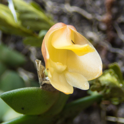Taxon - Dendrobium leonis - Gee Nature