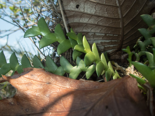 Taxon - Dendrobium leonis - Gee Nature