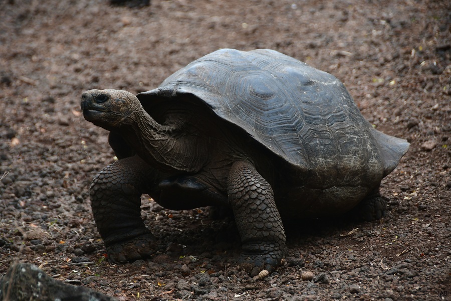San Cristóbal Giant Tortoise in October 2020 by Juan Arias Bermeo ...
