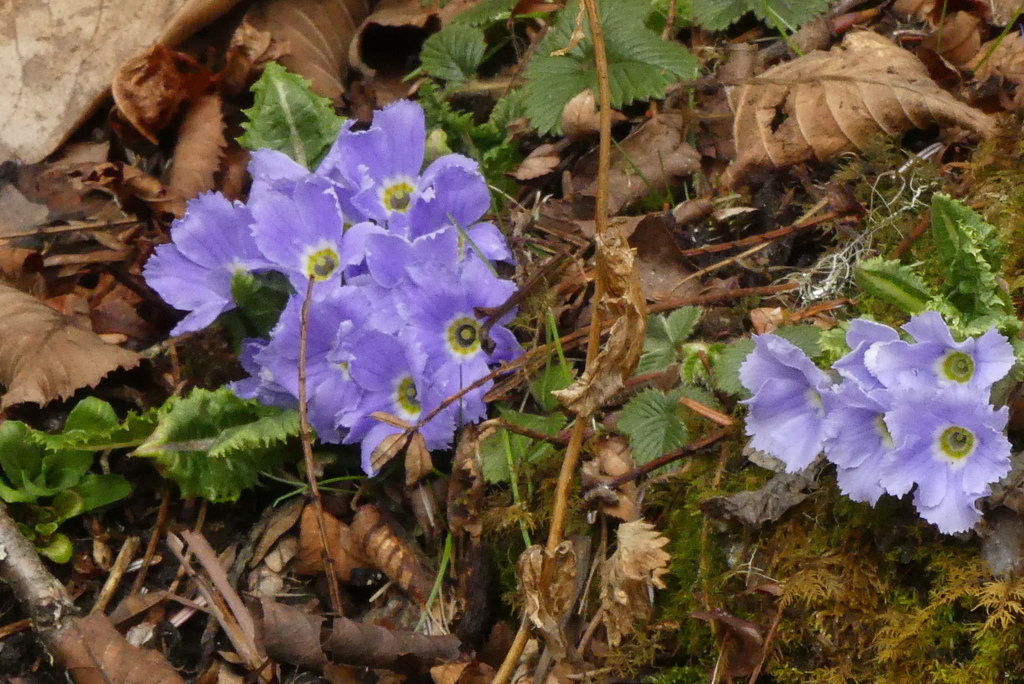 Primula whitei (Primroses of Bhutan Himalaya) · iNaturalist