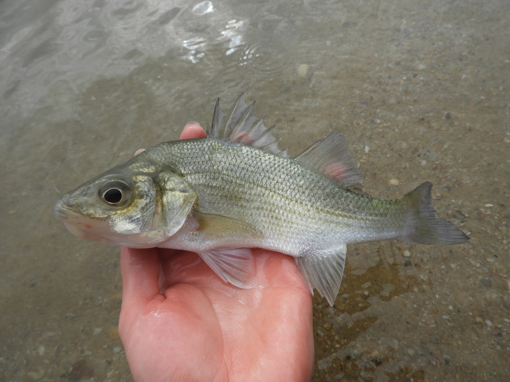 White Perch from Mayo, MD, USA on October 27, 2020 at 01:09 PM by Benji ...