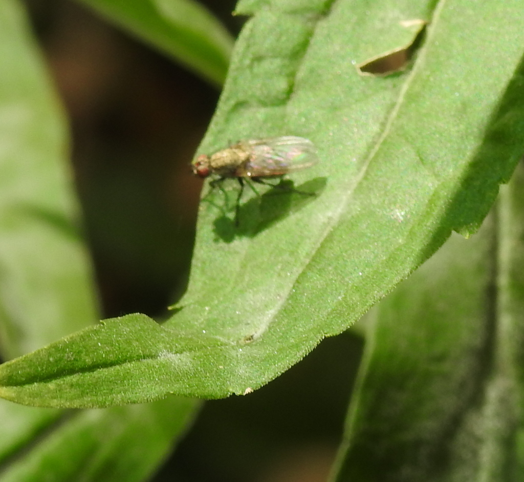 Root-maggot Flies from Zheleznogorskiy rayon, Kursk, Russia on October ...