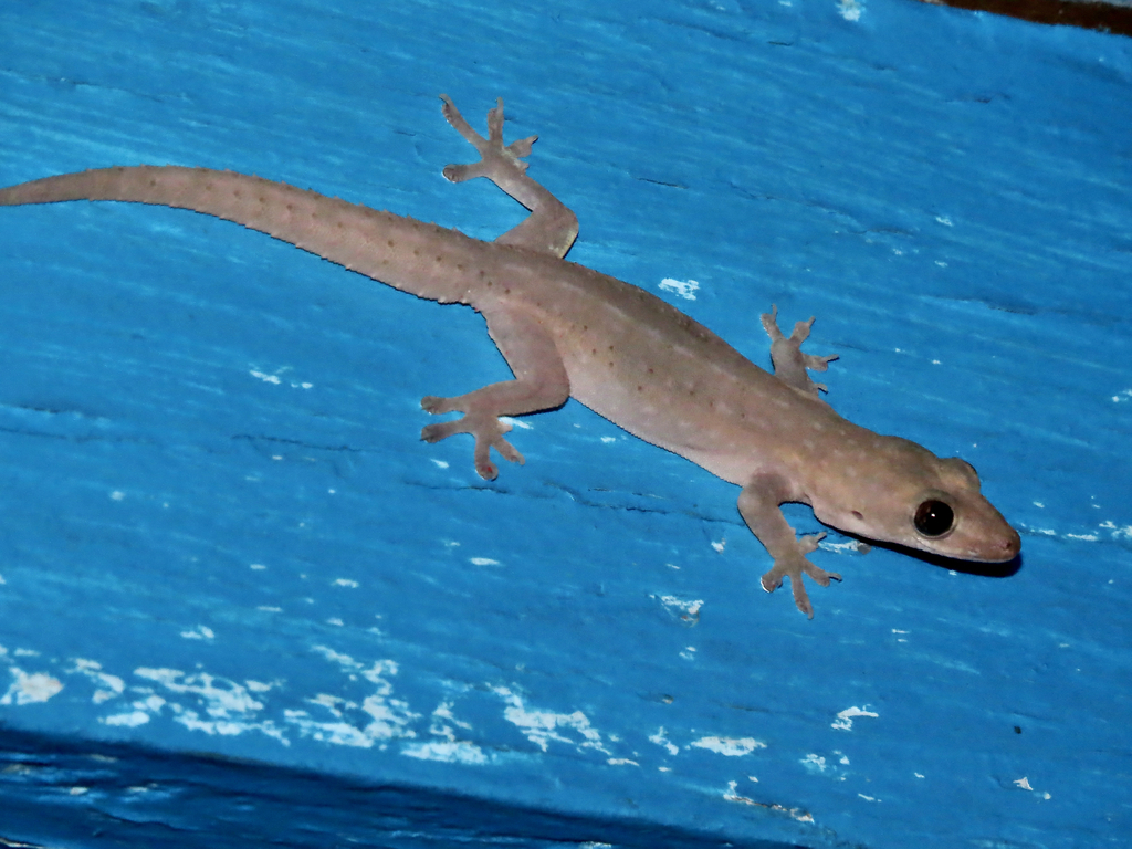 Asian House Gecko from Raimatang, Buxa Hill Forest, West Bengal 735227 ...