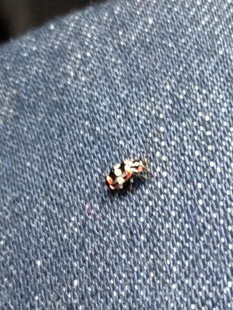 Eriopis connexa from Blumenau on October 30, 2020 at 03:15 PM by ...