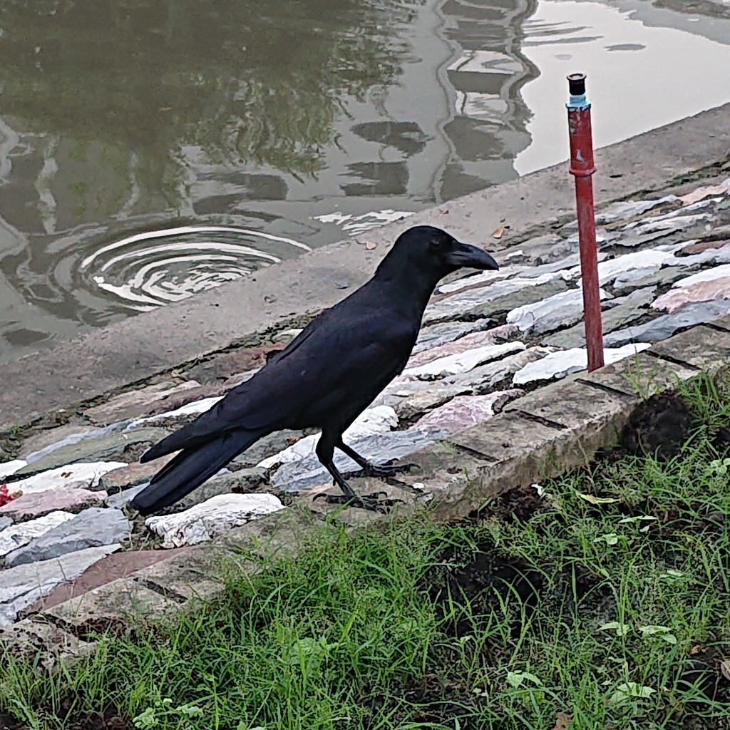 Large-billed Crow from Suan Chitlada, Dusit District, Bangkok, Thailand ...