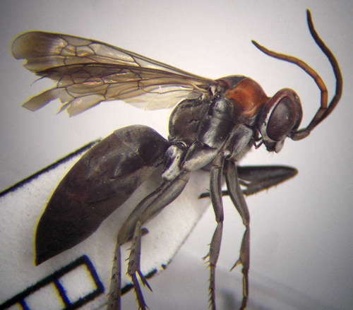 Agenioideus punicus · iNaturalist