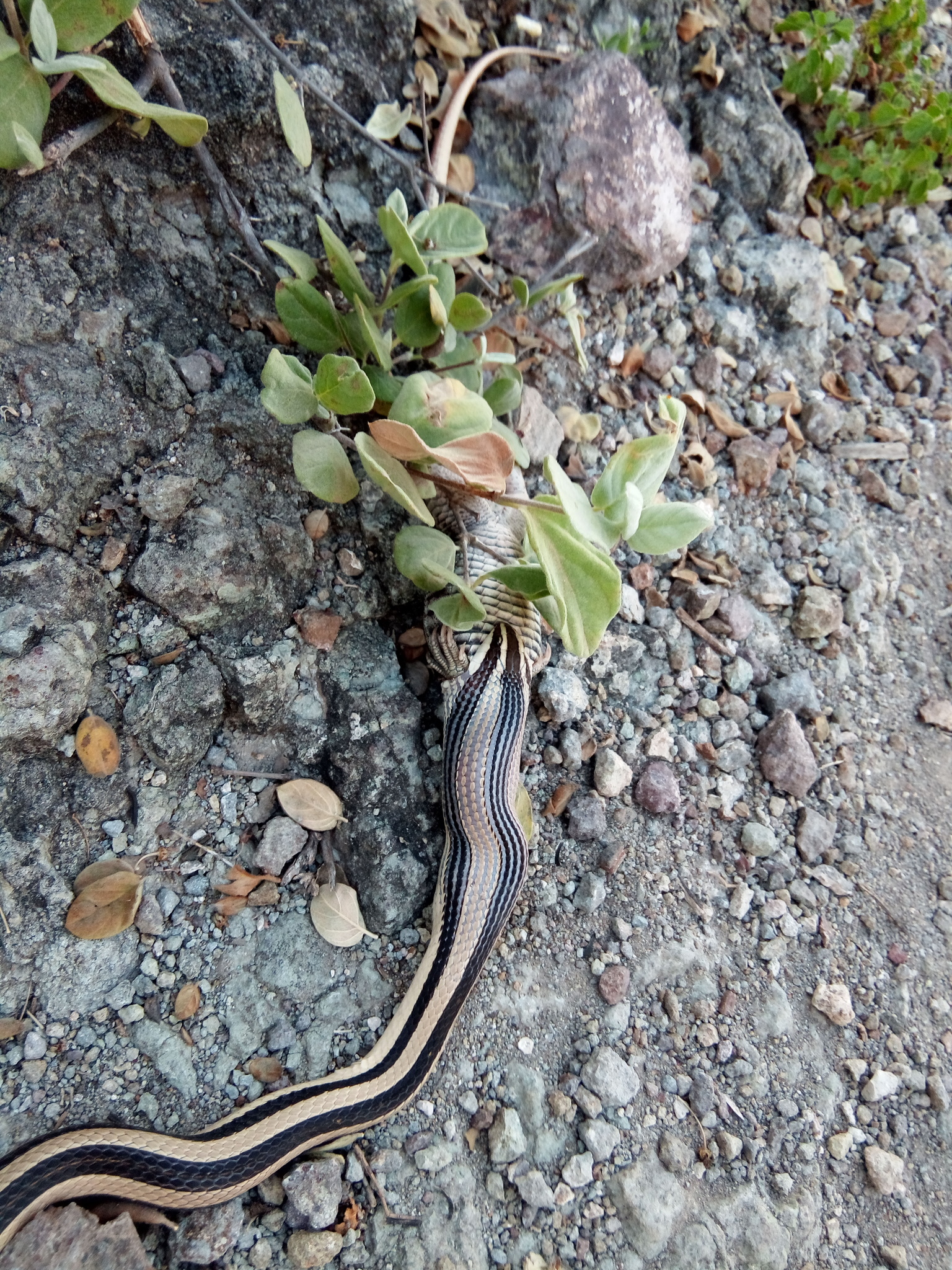 Conophis vittatus Peters, 1860