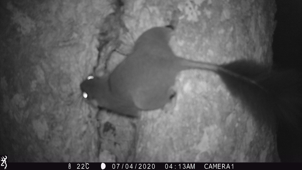 Flightless Anomalure (Zenkerella insignis) - Know Your Mammals