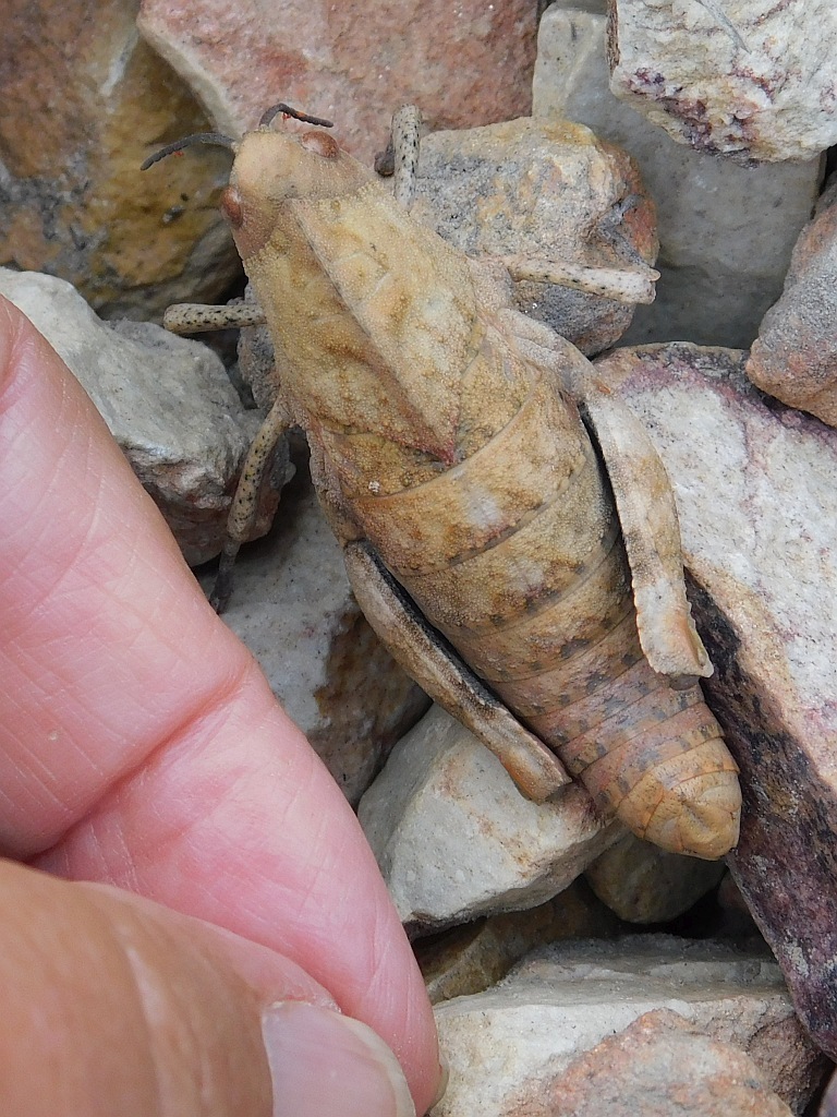 Porthetinae from Greyton, 7233, South Africa on October 29, 2020 at 08: ...