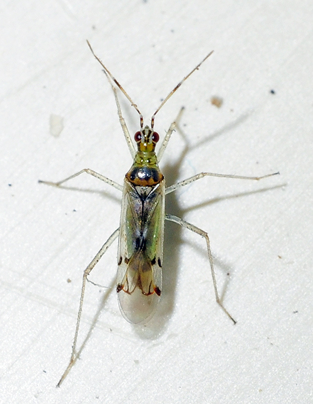 Dicyphus hyalinipennis (Burmeister, 1835)