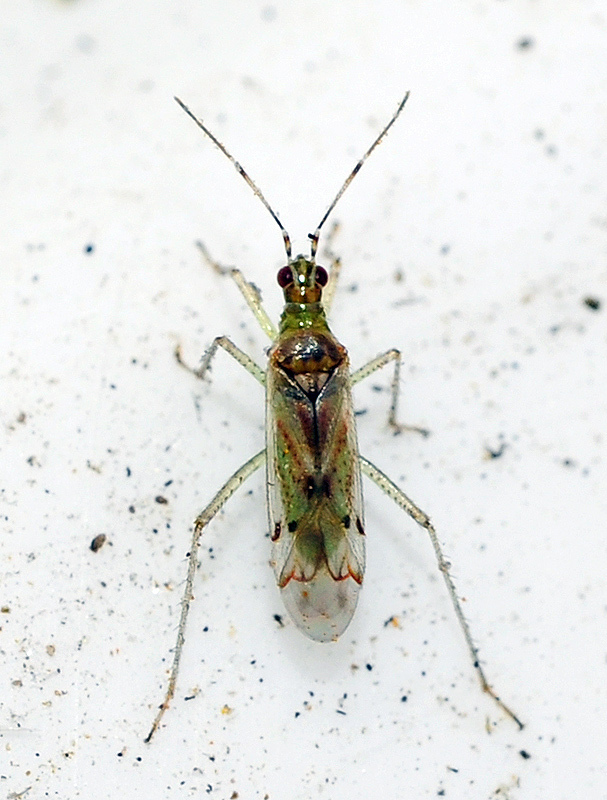 Dicyphus hyalinipennis (Burmeister, 1835)