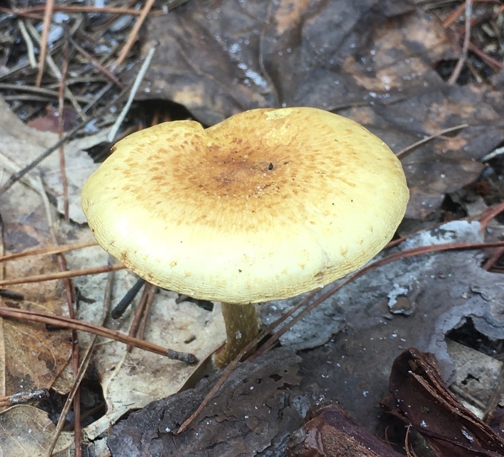 Fungi Including Lichens from Turkey Creek Sanctuary, Palm Bay, FL, US ...