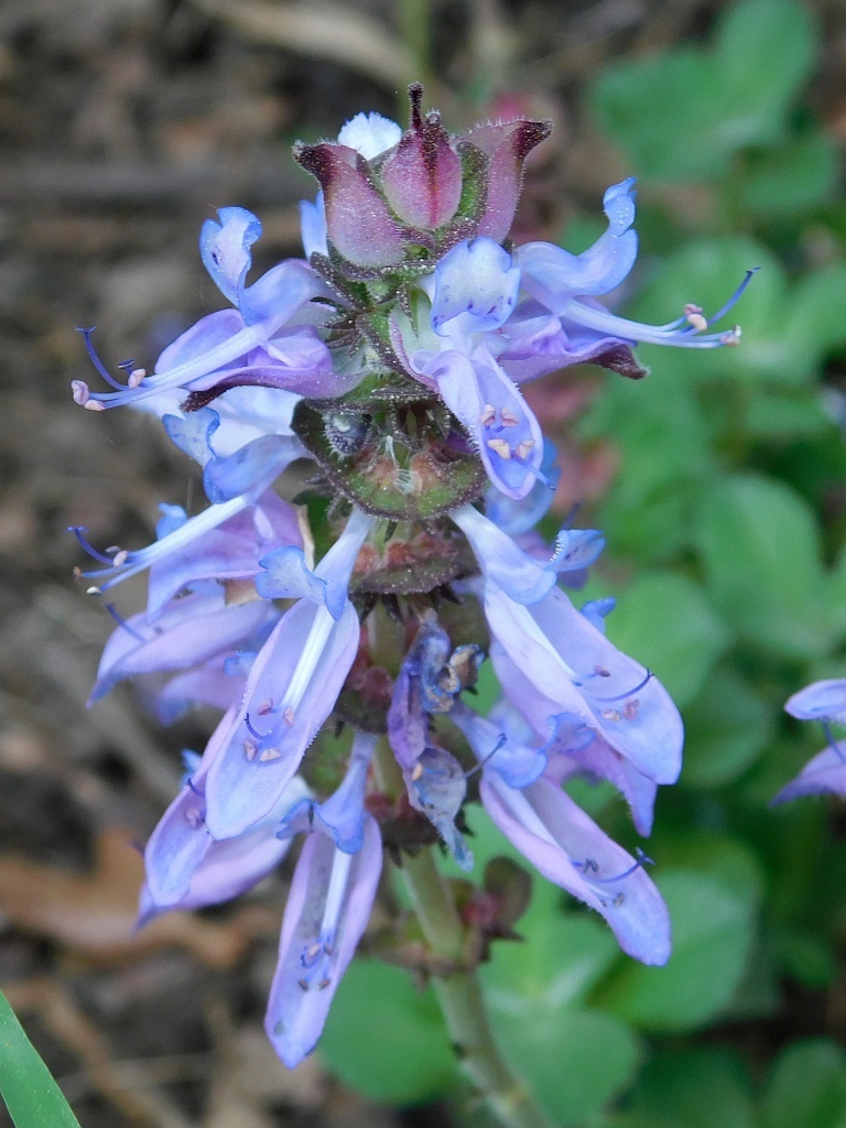 Lobster flower from Greyton, 7233, South Africa on October 29, 2020 at ...