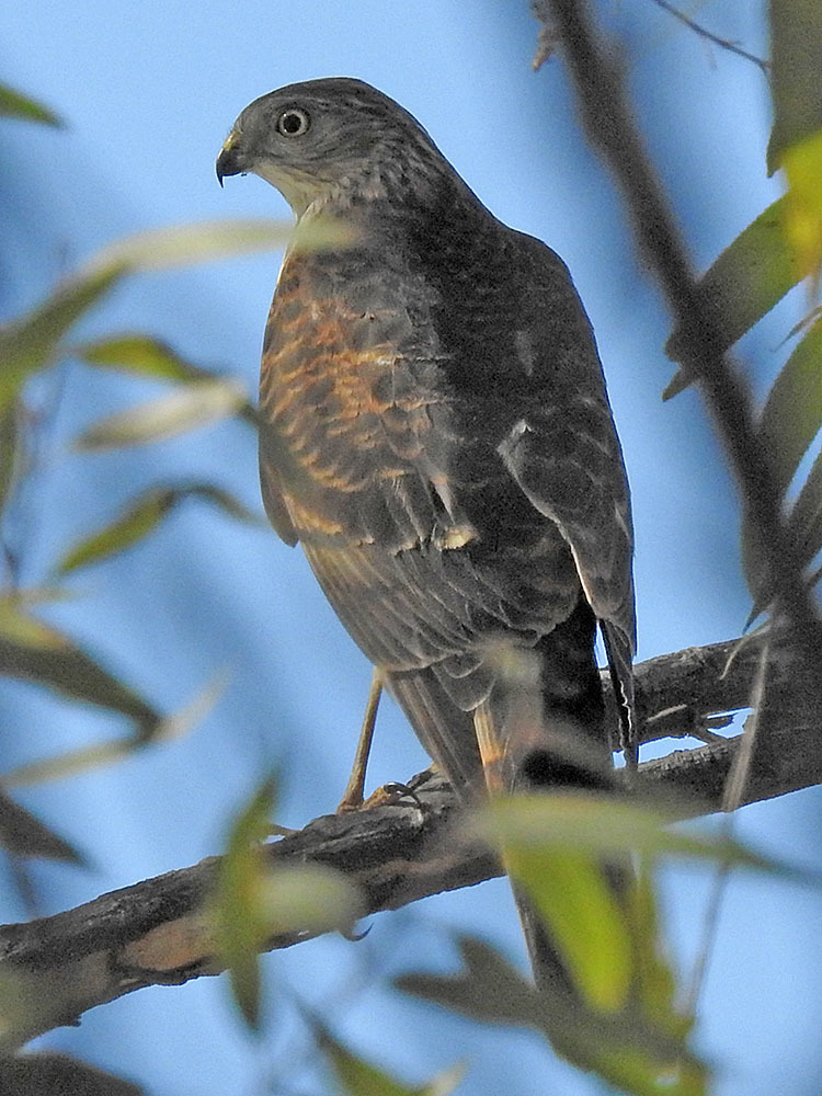 Sharp-shinned Hawk from Santa Cruz County, AZ, USA on October 29, 2020 ...