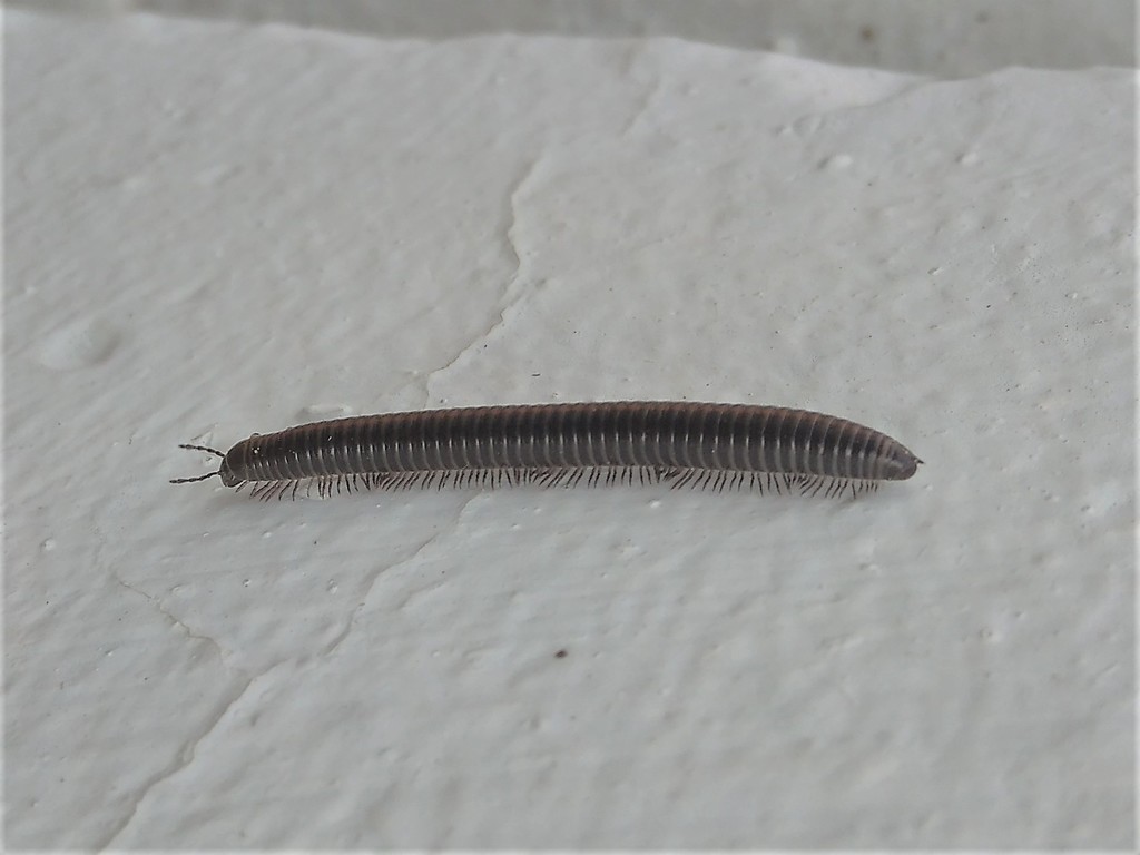 Megaphyllum from Καμπάνης 611 00, Ελλάδα on October 30, 2020 at 09:52 ...