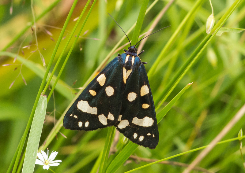 Scarlet Tiger from Vama, Romania on July 07, 2019 at 01:50 PM by ...