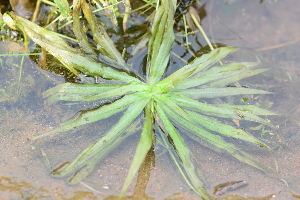 Blyxa octandra from Kundadri Hill, Karnataka 577424, India on October ...