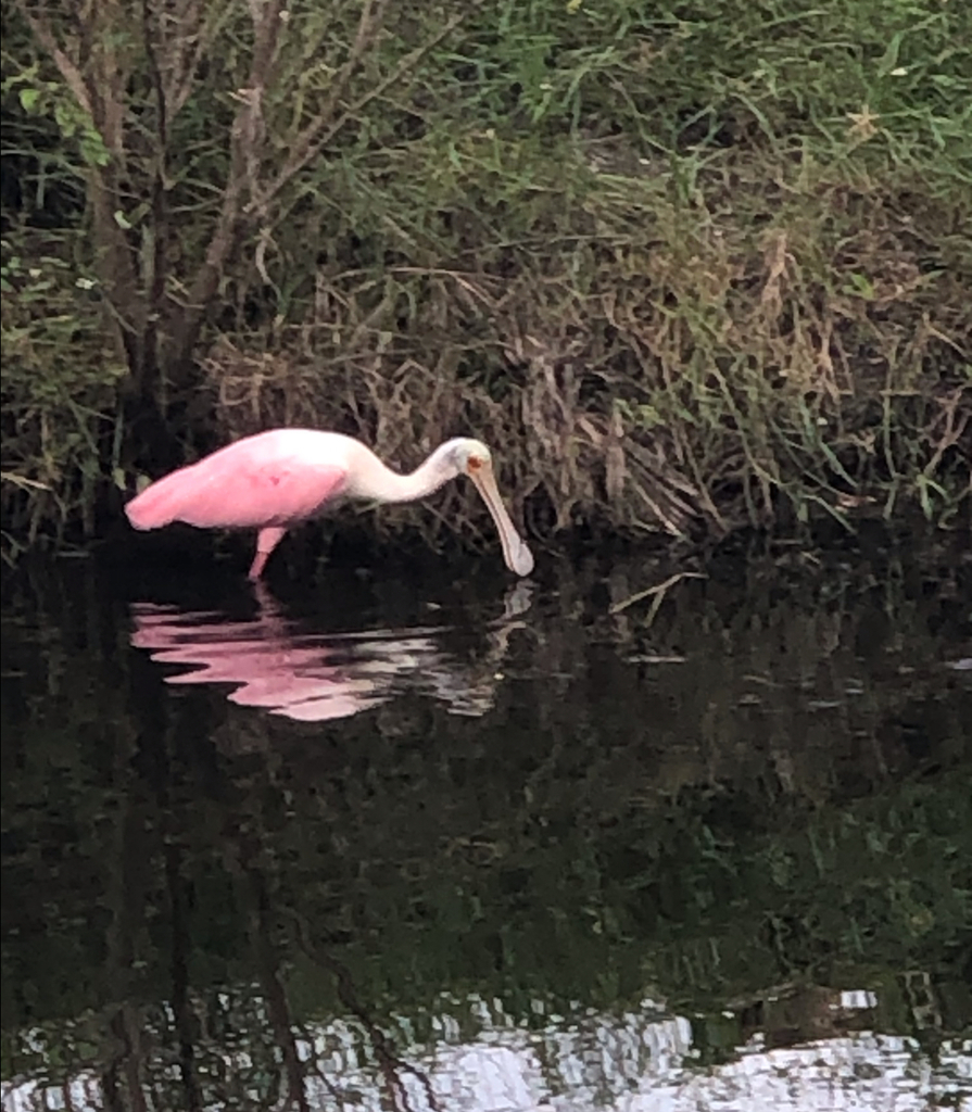 Roseate Spoonbill from Largo, FL, USA on October 02, 2020 at 05:32 PM ...