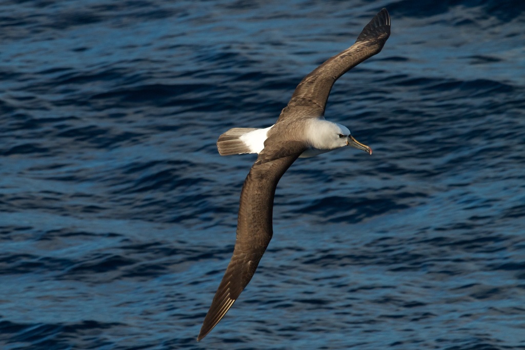 Indian Yellow-nosed Albatross (10 Endangered birds of Tasmania ...