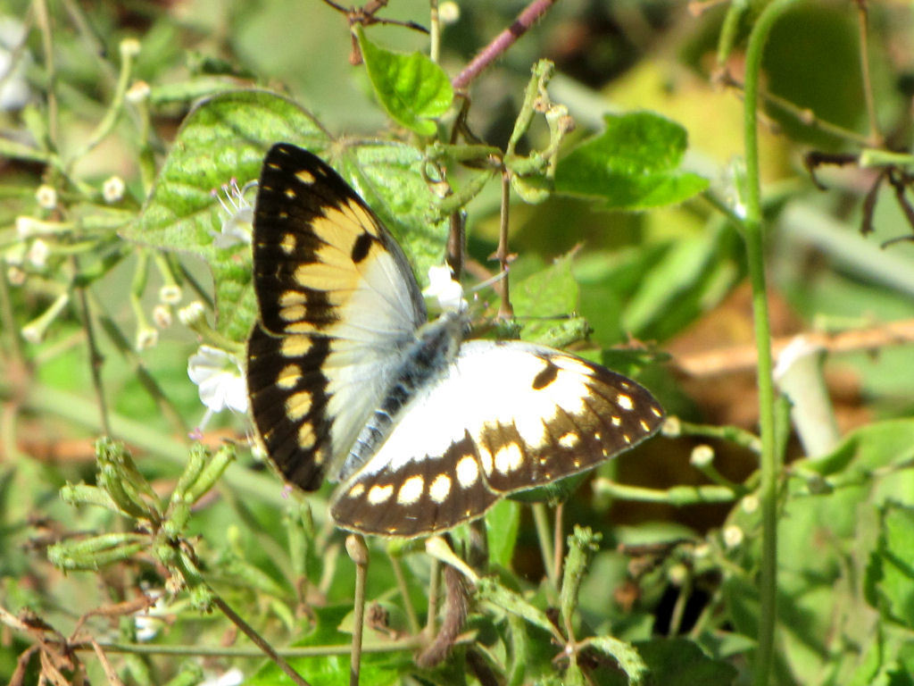 Veined Tip (Moths and Butterflies of the Mfolozi River catchment, South ...