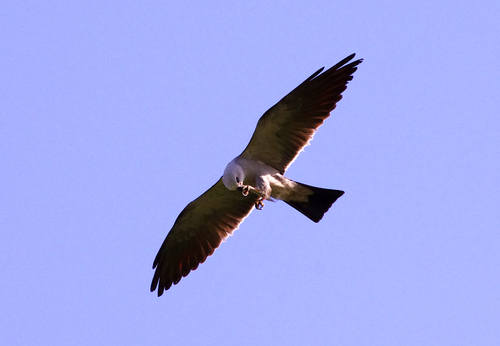 Birds (Vicksburg, Mississippi) · iNaturalist