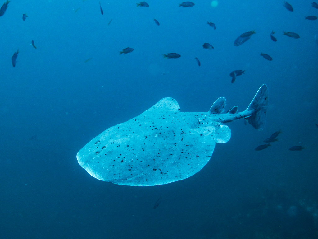 Pacific Electric Ray (Tetronarce californica) - Marine Life Identification