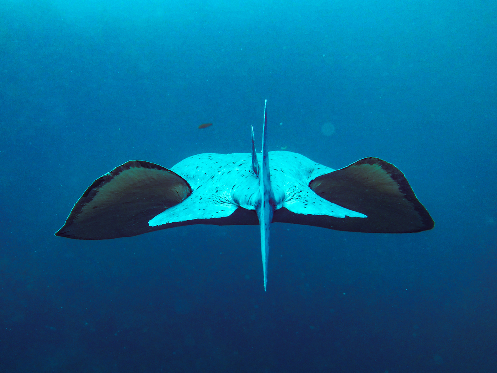 Pacific Electric Ray (Tetronarce californica) - Marine Life Identification
