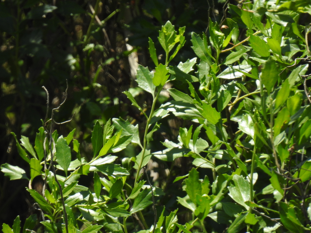 groundsel tree from Hervey Bay QLD 4655, Australia on October 31, 2020 ...