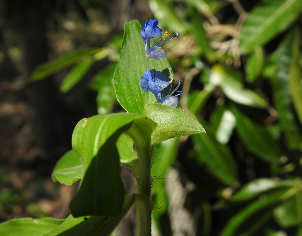 tropical spiderwort from Hervey Bay QLD 4655, Australia on October 31 ...