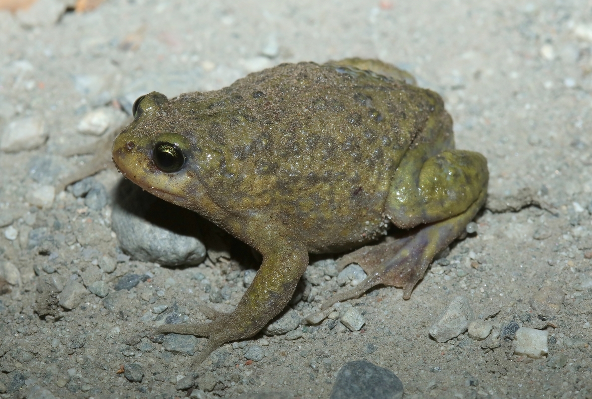 Kaloula verrucosa Boulenger, 1904