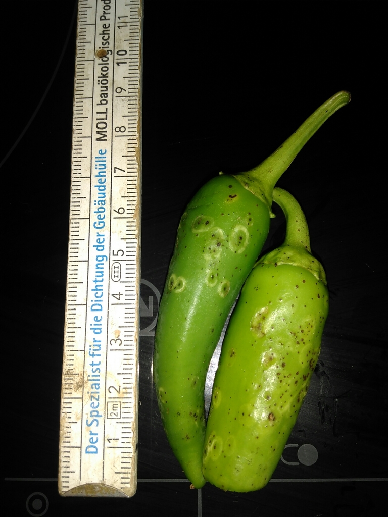 Xanthomonas vesicatoria from Marktgemeinde St. Peter am Ottersbach ...