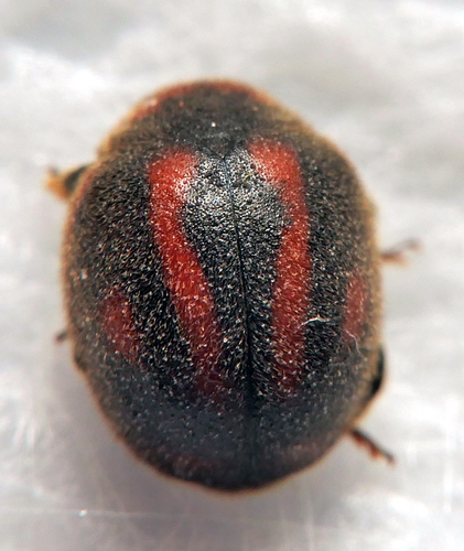 Novius bellus · iNaturalist United Kingdom