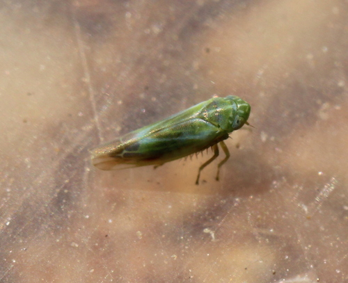 Chlorita exilis · iNaturalist