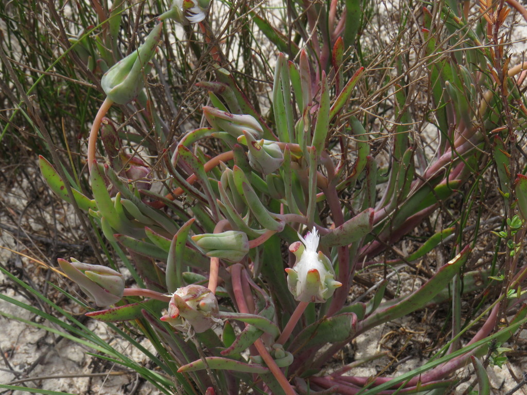 Floppy Leaffig from Riverlands Nature Reserve, West Coast, Western Cape ...