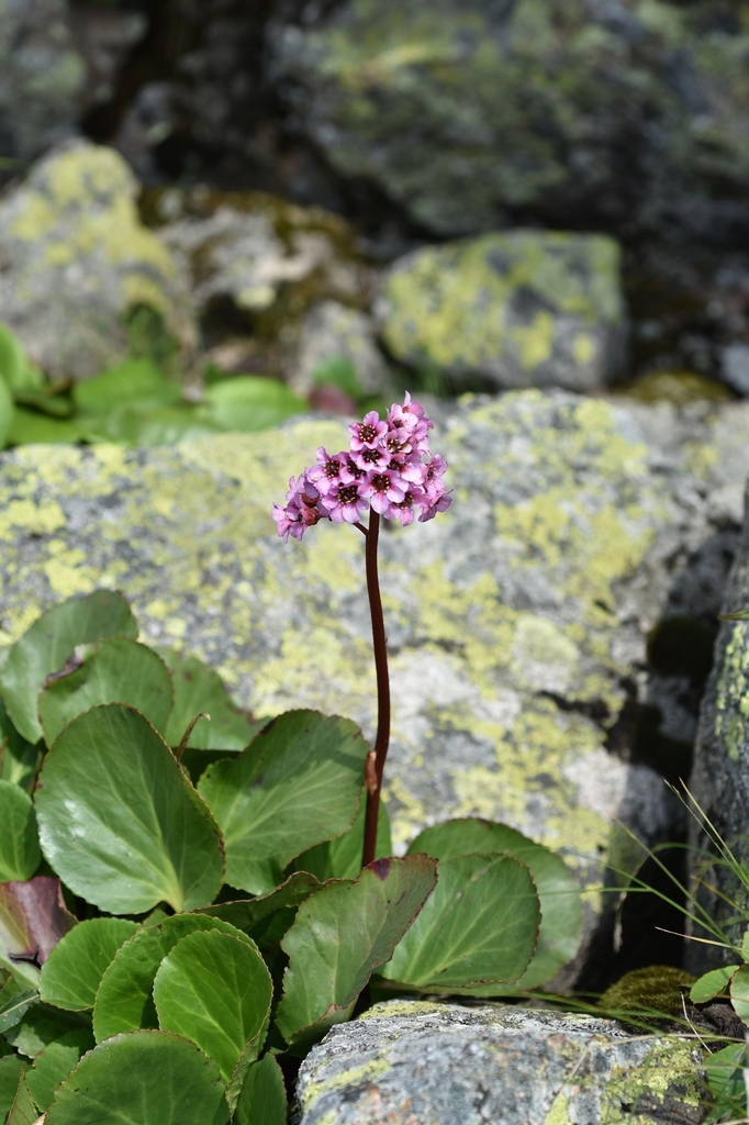 Elephant's-ears (Energy Garden Plants) · iNaturalist