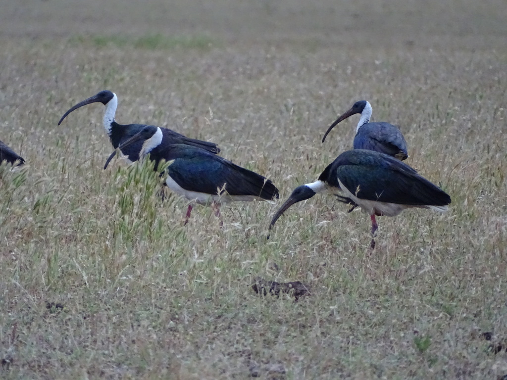 Straw-necked Ibis from Callington SA 5254, Australia on October 31 ...