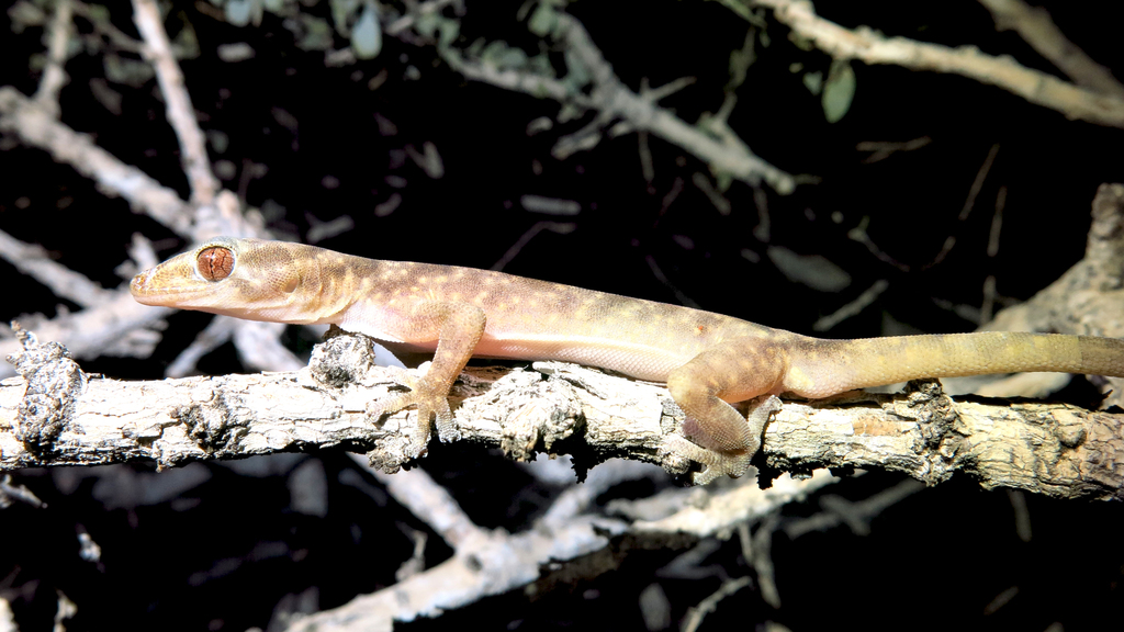 Namaqua Rock Gecko from Namakwa, South Africa on October 18, 2020 at 06 ...