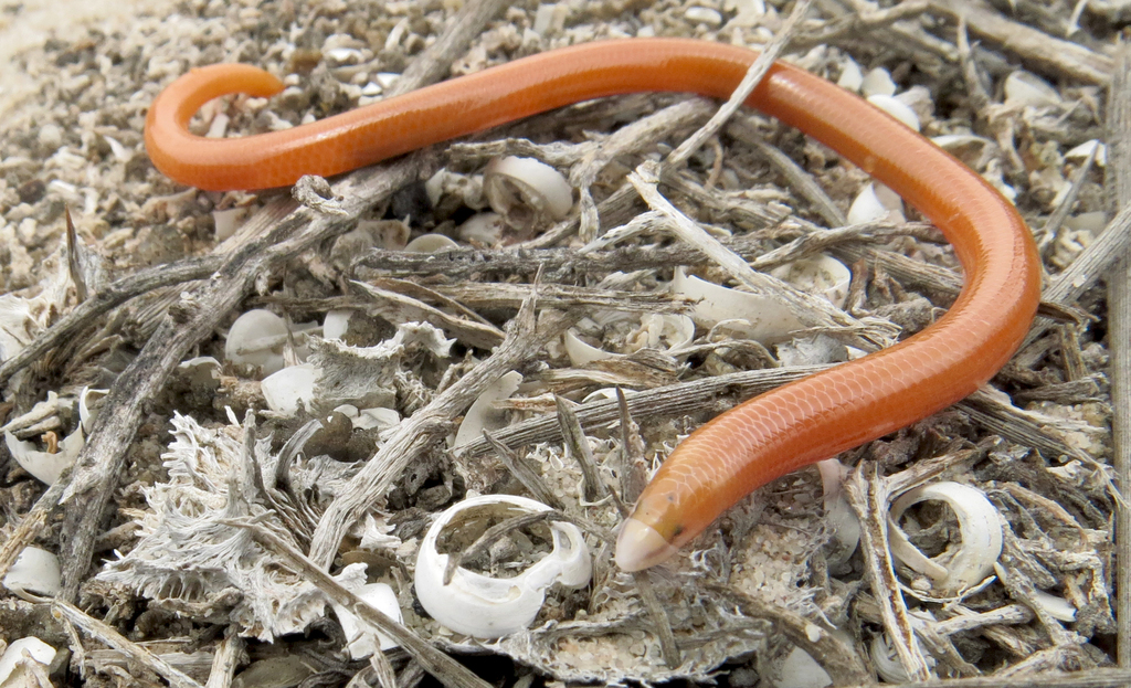 Coastal Legless Skink from Port Nolloth, 8280, South Africa on October ...
